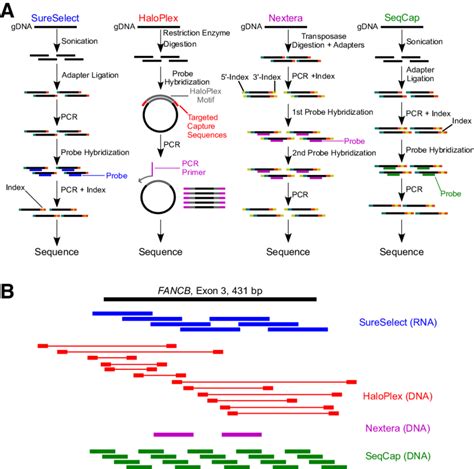 Methods Summary And Capture Download Scientific Diagram