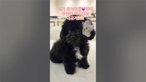 생애2번째 미용모습 공개 아기토이푸들 미모 어쩔 바로너시리즈 검은토이푸들 Youtube