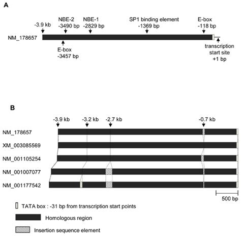 Schematic Diagrams Of The 5 Flanking Sequences Of The Oog1 Coding