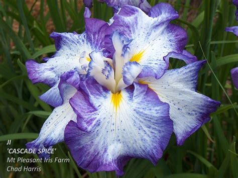 Ji Cascade Spice Mt Pleasant Iris Farm