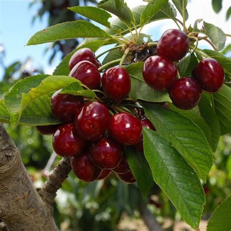 Cherry Trees For Sale