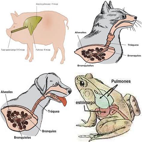 Biologia