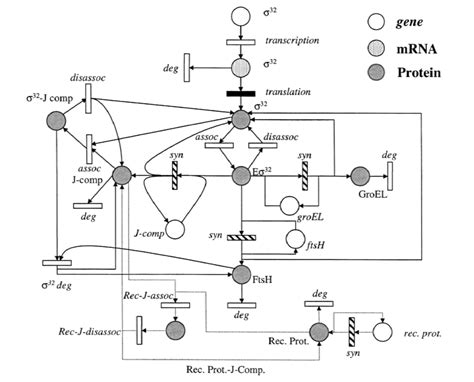 Spn Of The 32 Genetic Regulatory Circuit All Simulations Were Based On