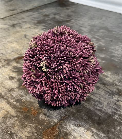 Dark Purple Sedum Ball Interior Fancies