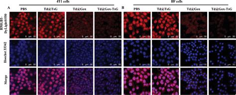 Examination Of Hmgb1 Hmgb1‐positive Nuclear Staining Images After Download Scientific Diagram