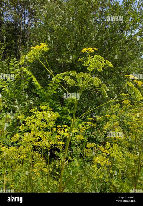 An Image Or Illustration Of Wild Parsnip A Plant Native To North
