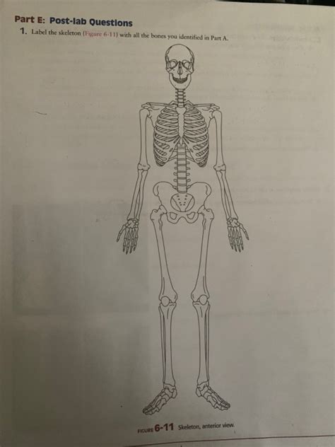 Solved Part E Post Lab Questions Label The Skeleton Chegg