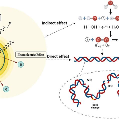 Auger Photoelectric And Compton Electrons Mediated Direct And