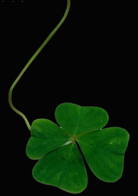 네잎클로버의 꽃말은 행운