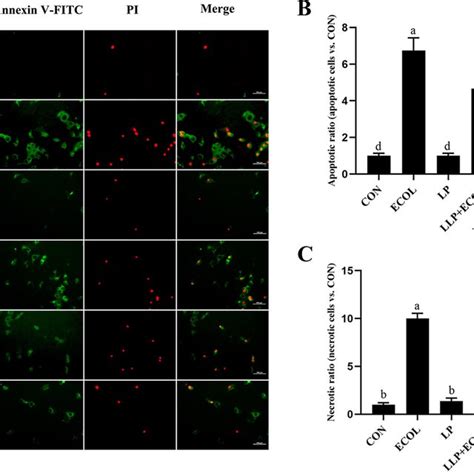A Apoptosis Was Determined By Annexin V Fitc Pi Staining The Apoptotic