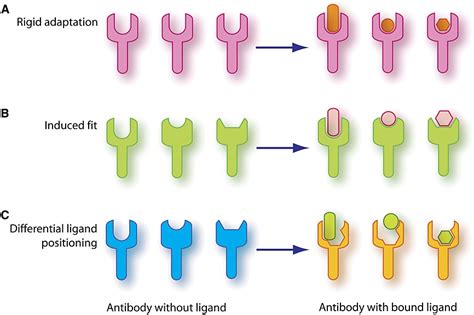 What Is Antibody Specificity