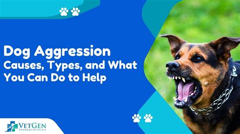 Dog Aggression: Causes, Types, And What You Can Do To Help