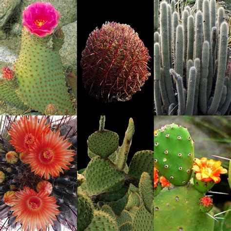 100 CACTUS MIX SEEDS RARE SUCCULENTS CACTI VARIETY EXOTIC FLOWERING SPECIES USA Plants Seedlings