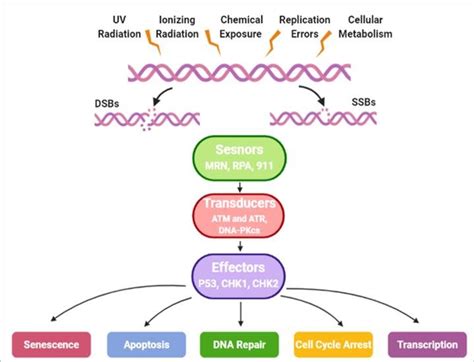 The DNA Damage Response Network The DDR Can Be Summarised As A Vast Download Scientific Diagram