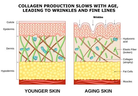 The Best Collagen Supplements For Healthier Skin Hair Joints Smarter Reviews