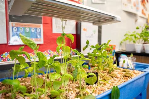 Stem Meet Steels West Middlesex Aquaponics Program Signals Wider