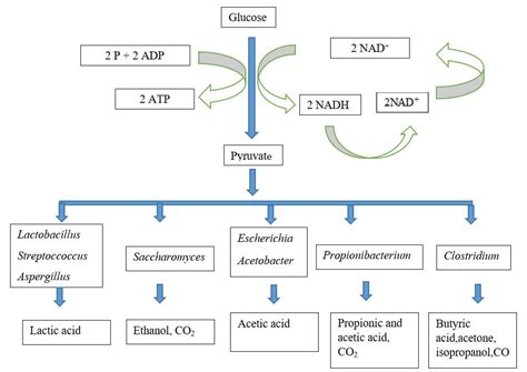 Fermentation Definition Types Equation And Products Fermented Milk