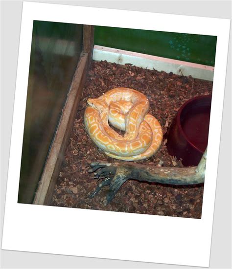Albino Burmese Python Full Grown