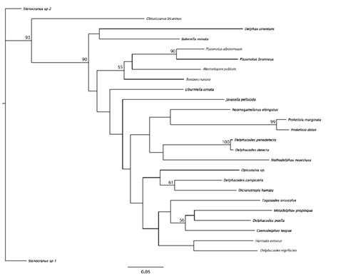 The Maximum Likelihood ML Tree Likelihood 5083 3644 Showing The Download Scientific