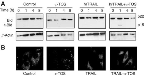 Drug Combination Determines Bid Cleavage And Cytochrome C Release Download Scientific Diagram