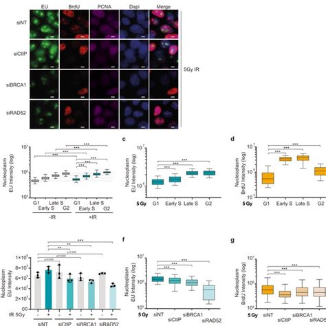 Dna Resection Ssdna Correlates With Nascent Rna Synthesis A
