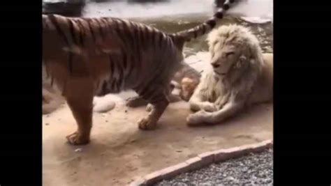 ادرار ببر روی صورت شیر