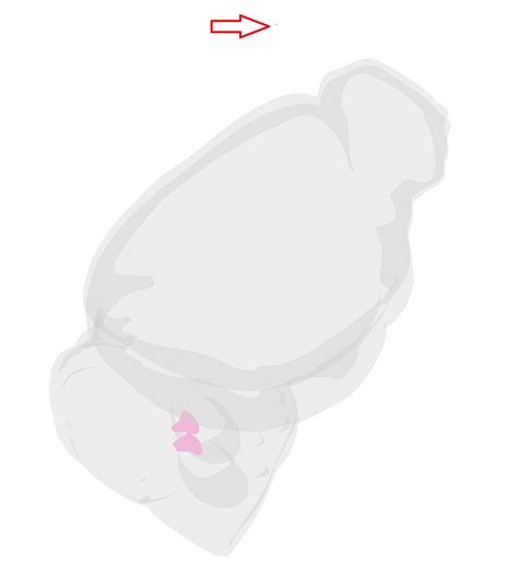 Export Coordinates From Qupath To Brainglobe Usage And Issues Image