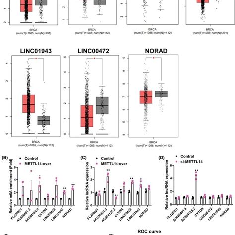 Ac0841252 Is The Target Of Mettl14 In Breast Cancer Cells A The