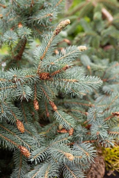 Premium Photo Close Up Of Picea Pungens Hermann Naue Is Flat Topped Bushy Selection Of
