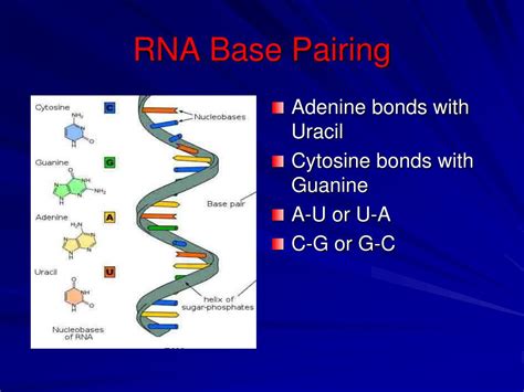 PPT DNA RNA And DNA Replication PowerPoint Presentation Free Download ID