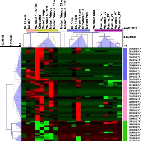 Hierarchical Clustering Of 30 R Specific Probe Sets The Expression