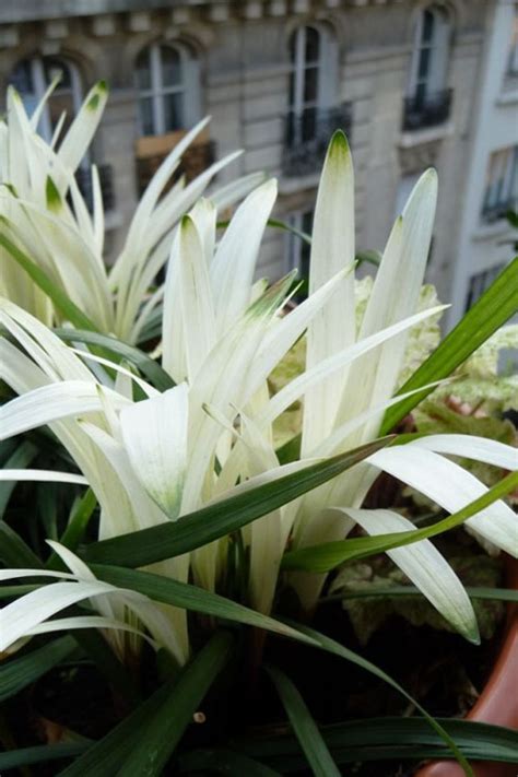 Buy Okina Liriope Frosted Monkey Grass Free Shipping Wilson Bros