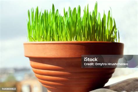 푸른 잔디는 세라믹 꽃 냄비에서 자랍니다 집 발코니에서 고양이 잔디를 키우고 있습니다 테라코타 냄비에있는 귀리 잔디 식물이 닫힙니다 0명에 대한 스톡 사진 및 기타 이미지