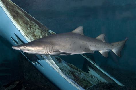 20 Sharks Responsible For The Most Human Incidents