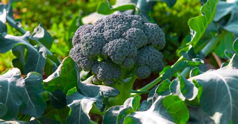 Plantar Brócoli Cómo Cultivarlo Cuidarlo Y Cosecharlo
