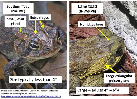 The Poisonous Cane Toad Florida Rv Trade Associationflorida Rv Trade