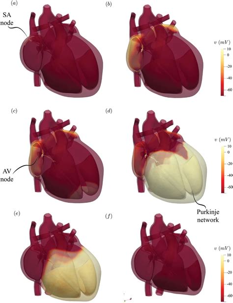 Depolarization Of The Electrophysiology Network Instantaneous