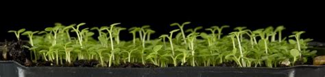 13 Transgenic Allelic Complementation Of T2 Sf 2 Line With Phyb Col 0