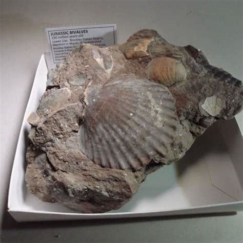 Jurassic Fossil Bivalves 190 Million Years Old Gloucestershire