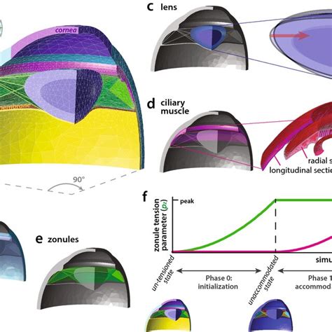 3d Finite Element Model Fem Of The Anterior Eye Based On Measurements