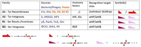 Site Specific Recombinase Technology Encyclopedia Mdpi