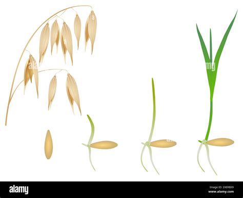 Sequence Of Oat Plant Growing Isolated On White Stock Vector Image
