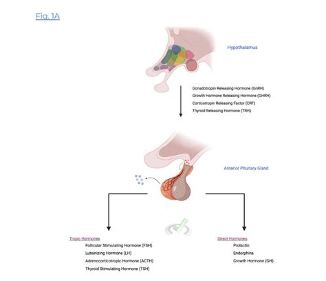 Endocrine System Hypothalamic Pituitary Interactions On The Mcat Medlife Mastery