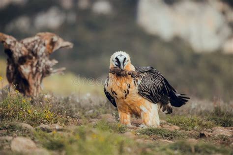 Bearded Vulture Portrait Of Rare Mountain Bird Eating Bones Stock