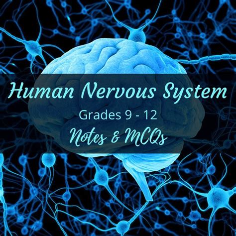 Nervous System Notes