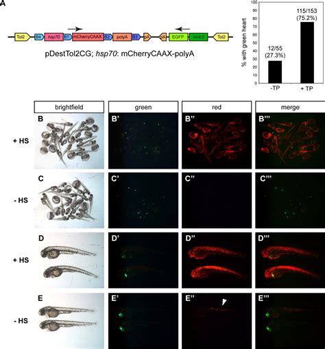 The Tol2kit A Multisite Gateway‐based Construction Kit For Tol2 Transposon Transgenesis