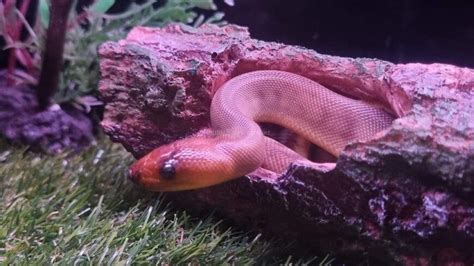 Juvenile Woma Python Au Reptile Classifieds