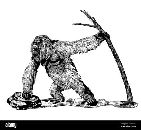 Prehistoric Primates Gigantopithecus Giant Orangutan Ancestors Of