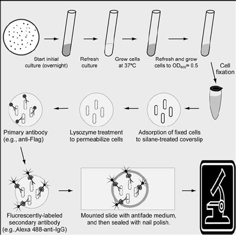 outline of immunofl uorescence microscopy technique fixed cells in the