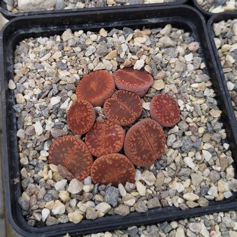Lithops Aucampiae Velvet Red Living Stones Plants